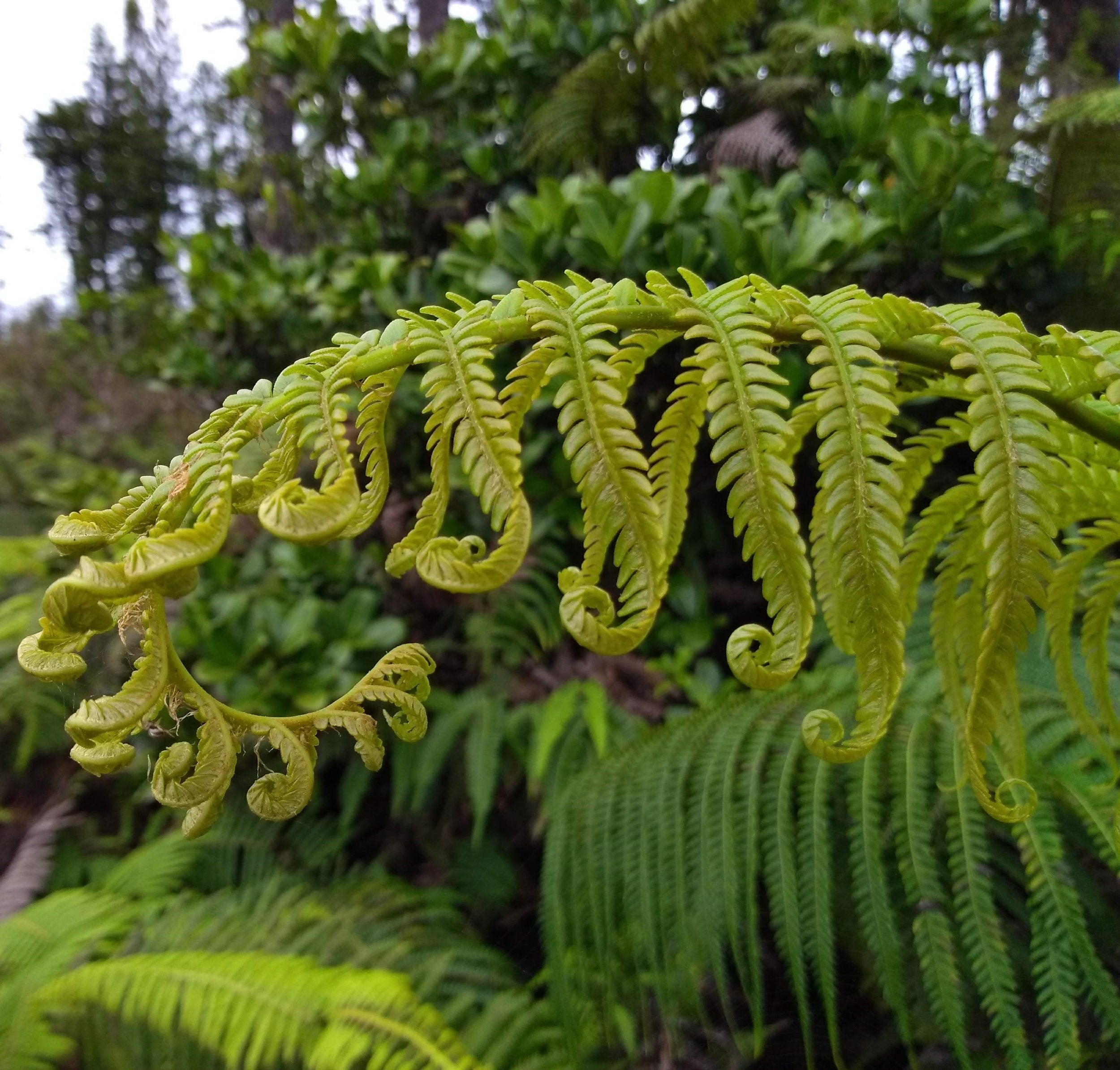 Featured Plant Designs – David Shepard Hawaiʻi