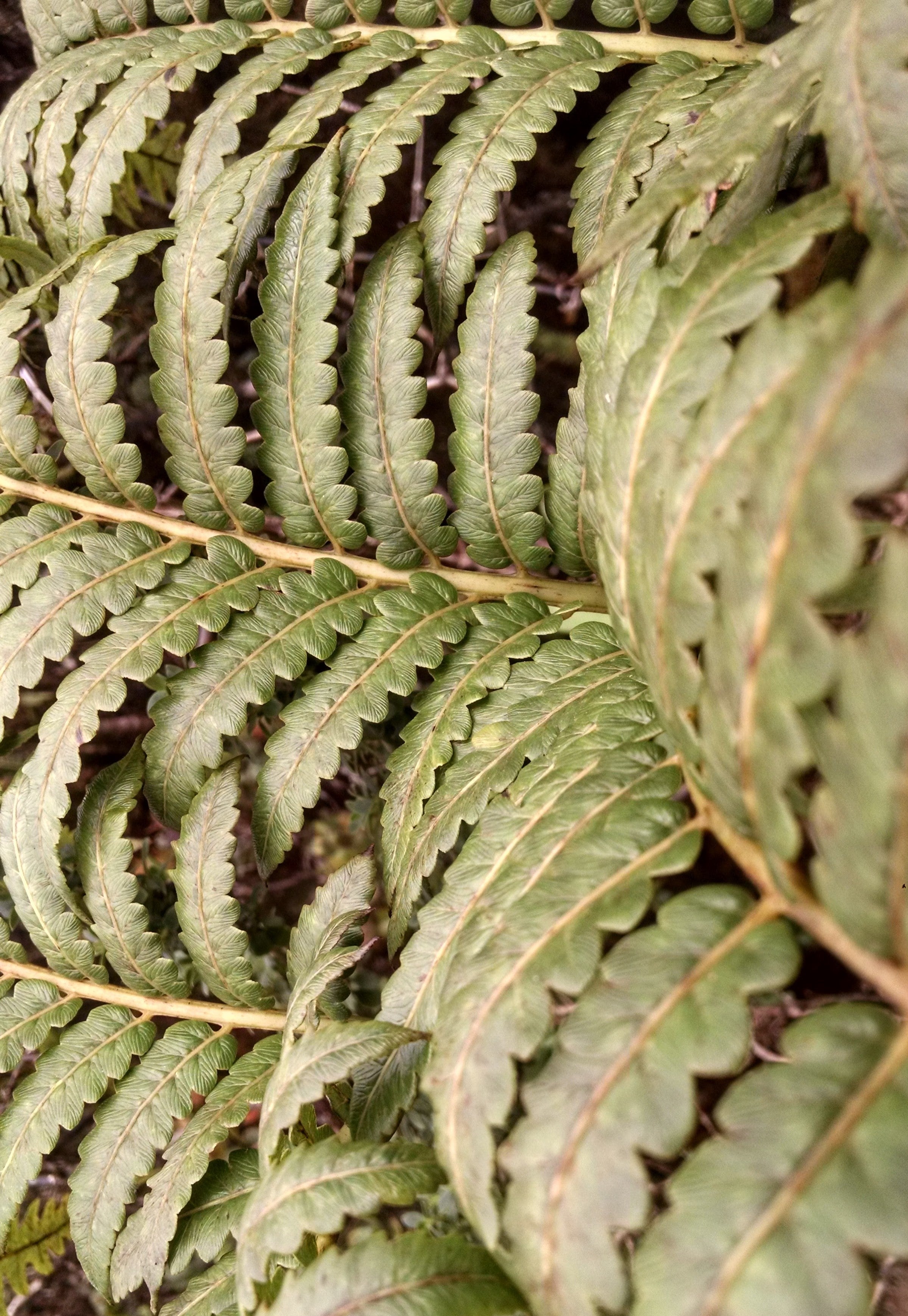 Featured Plant Designs – David Shepard Hawaiʻi