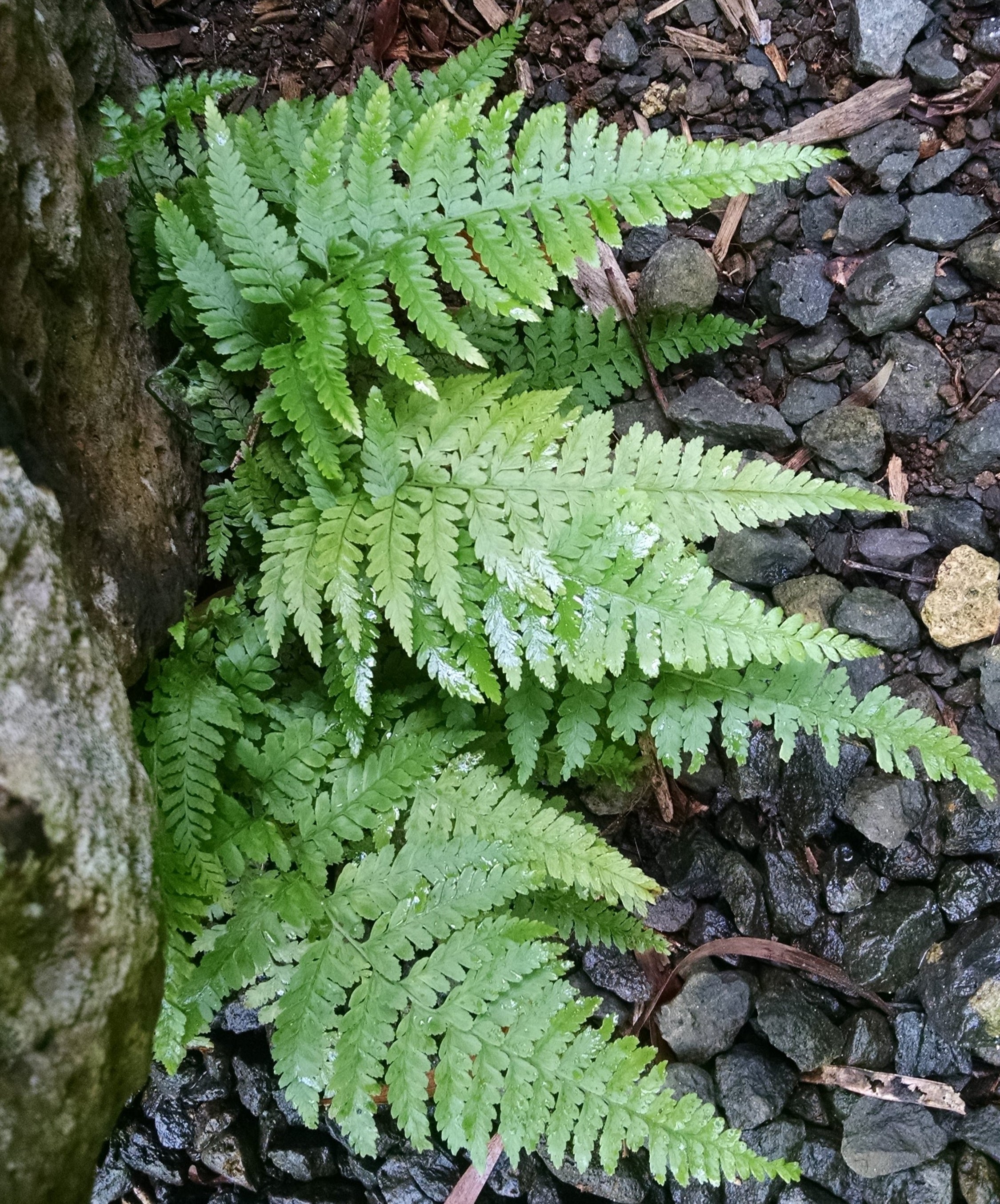 Featured Plant Designs – David Shepard Hawaiʻi