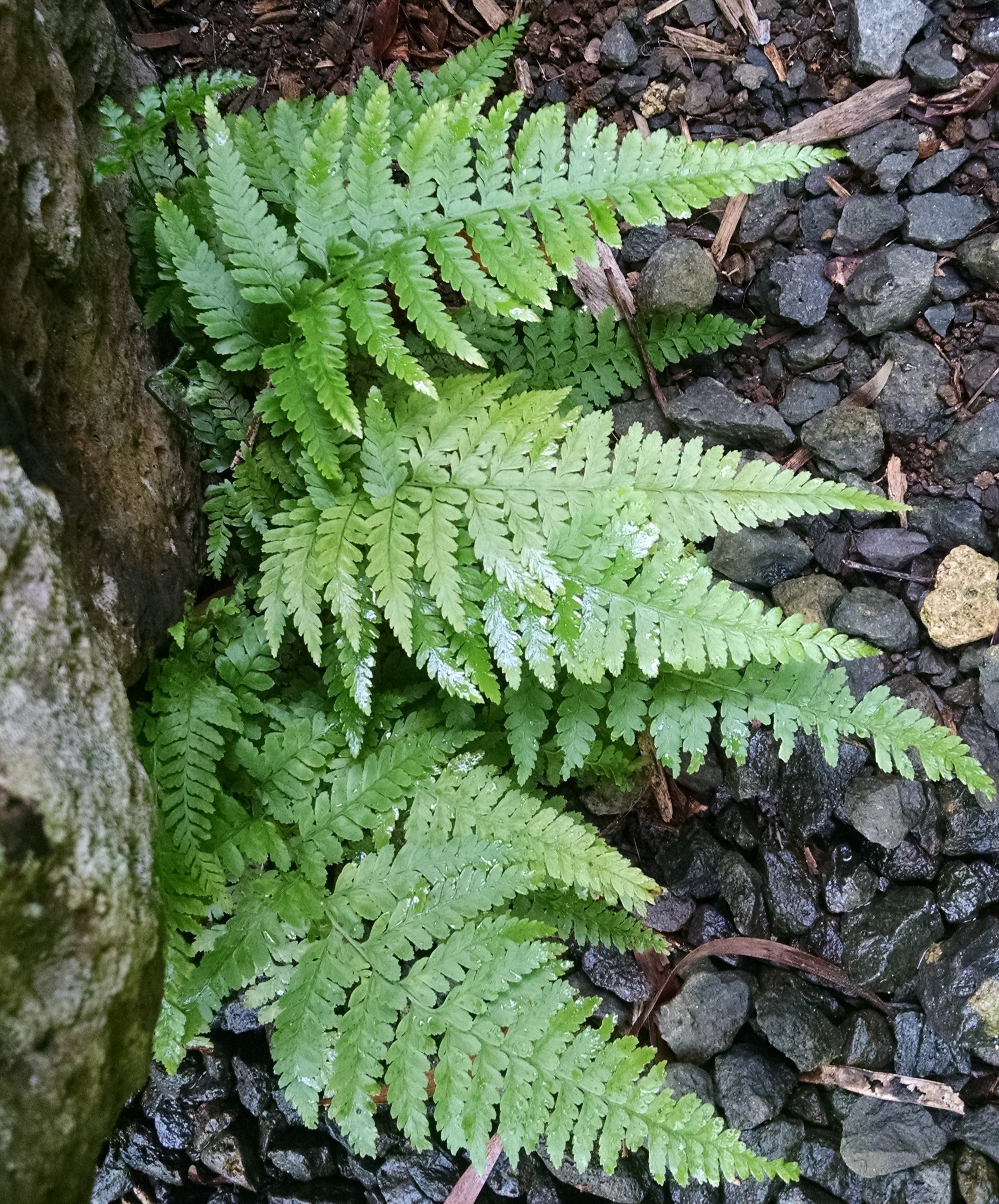 Featured Plant Designs – David Shepard Hawaiʻi